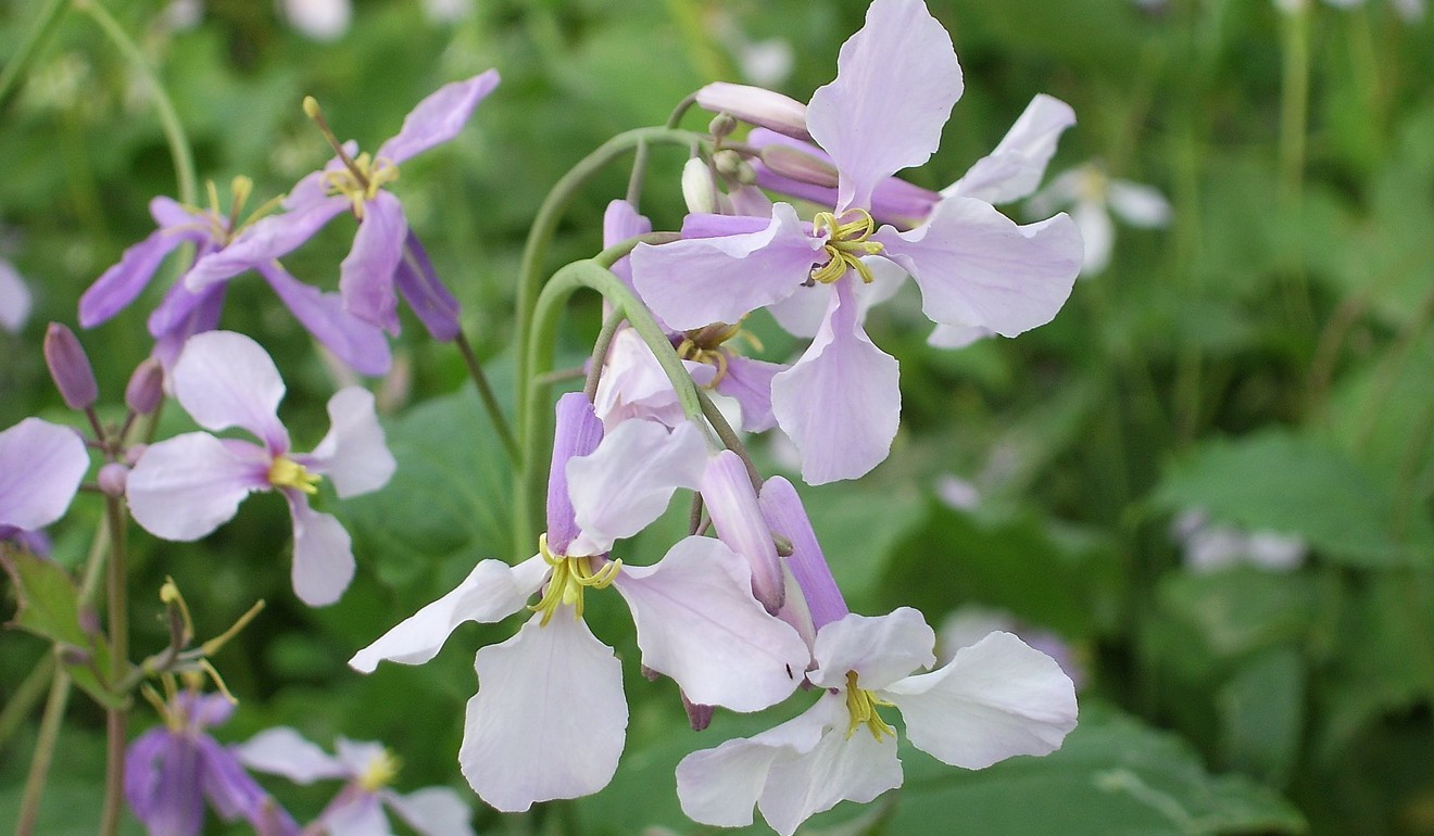 Spring greens craze in China picks holes in public parks | South China ...