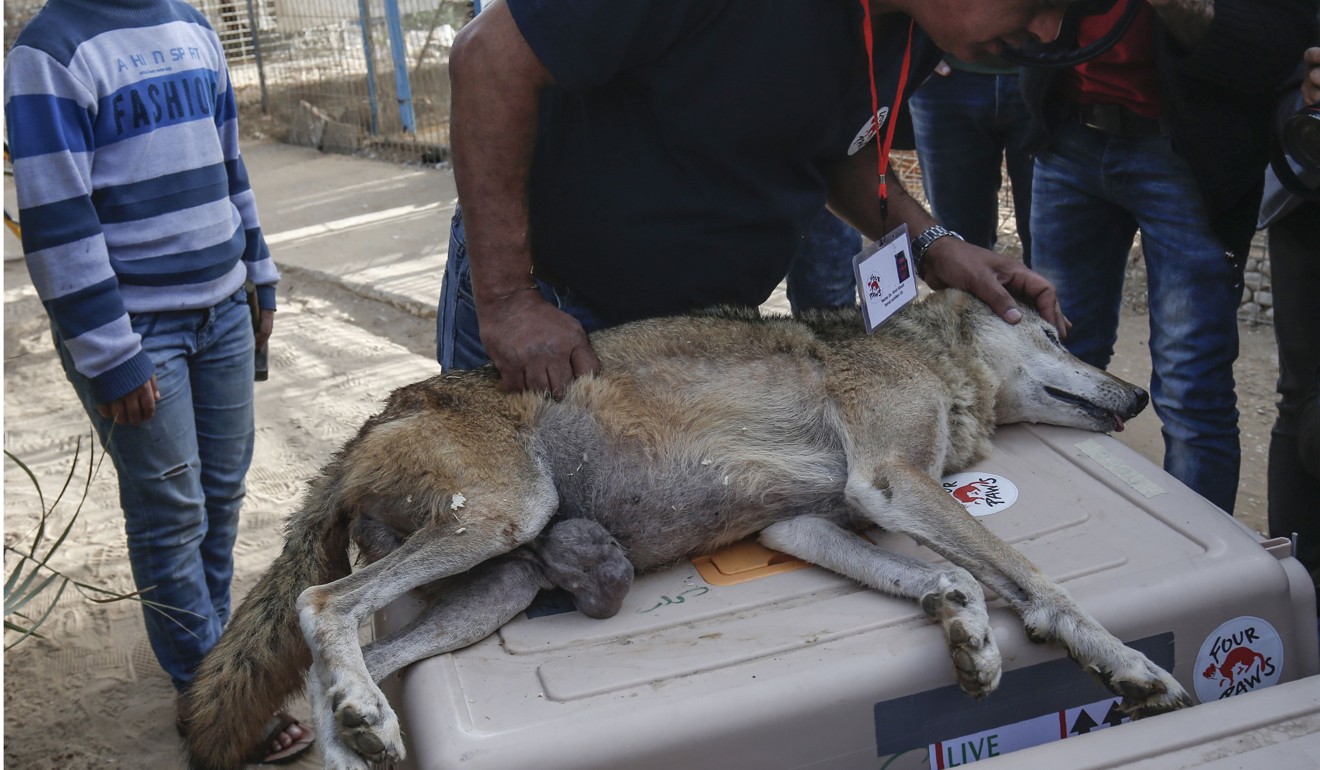 Dozens of neglected animals rescued from run down Gaza zoo | South ...