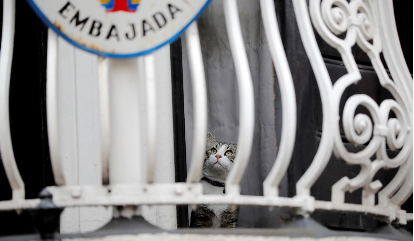 Mysteries surround Julian Assange’s cat: where is it and what does it ...