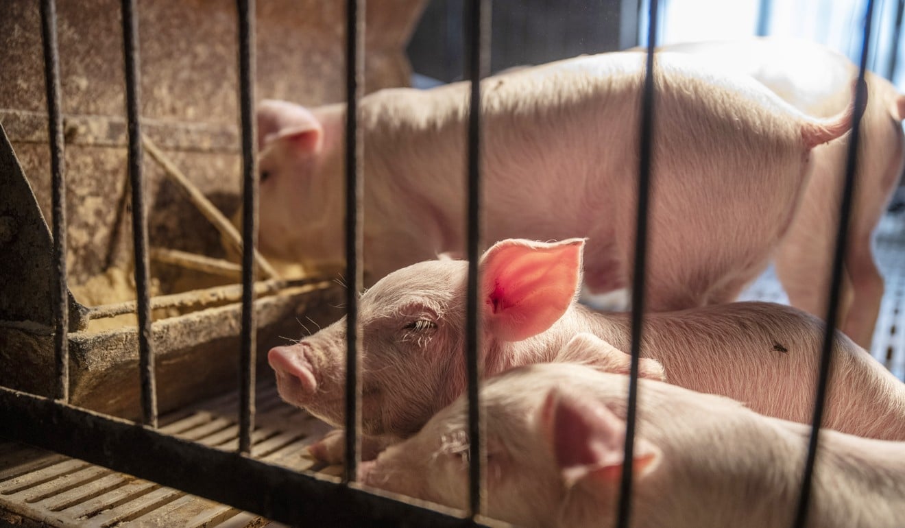 ‘What makes an animal alive?’: scientists revive brain function in dead ...