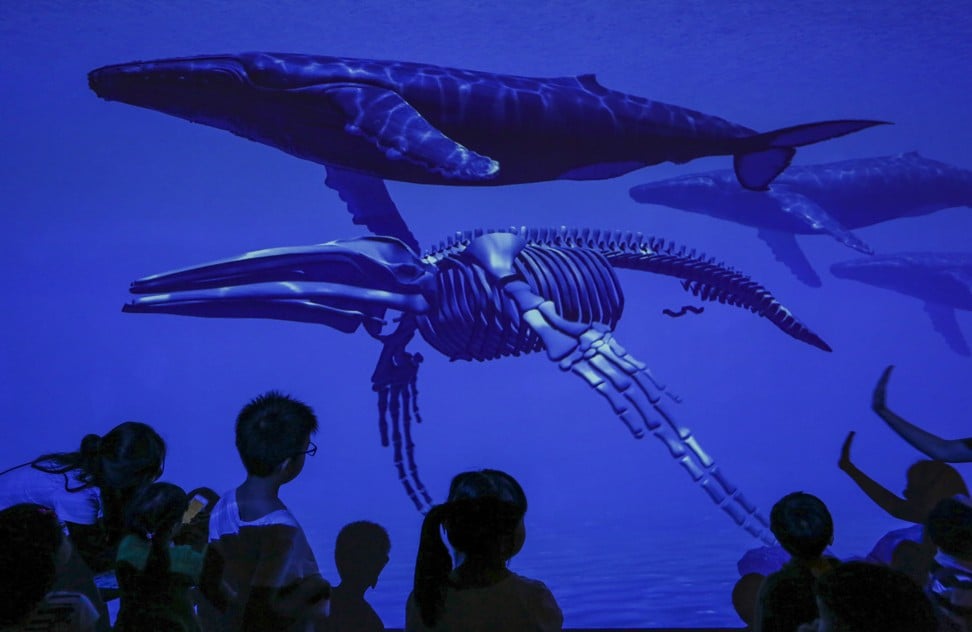 China’s baiji dolphin is virtually extinct, but hi-tech Japanese ...