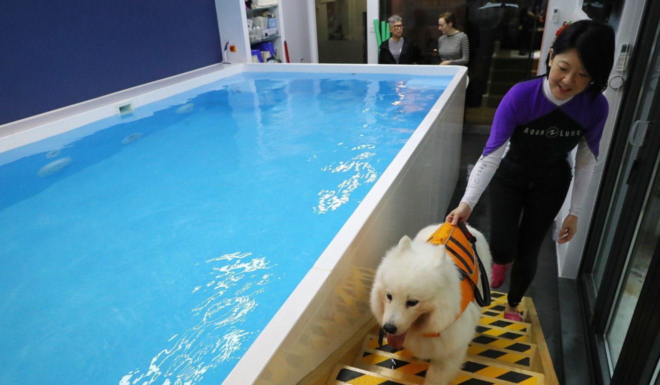 Rescue dog rehab: how hydrotherapy gets them back on their feet, and ...