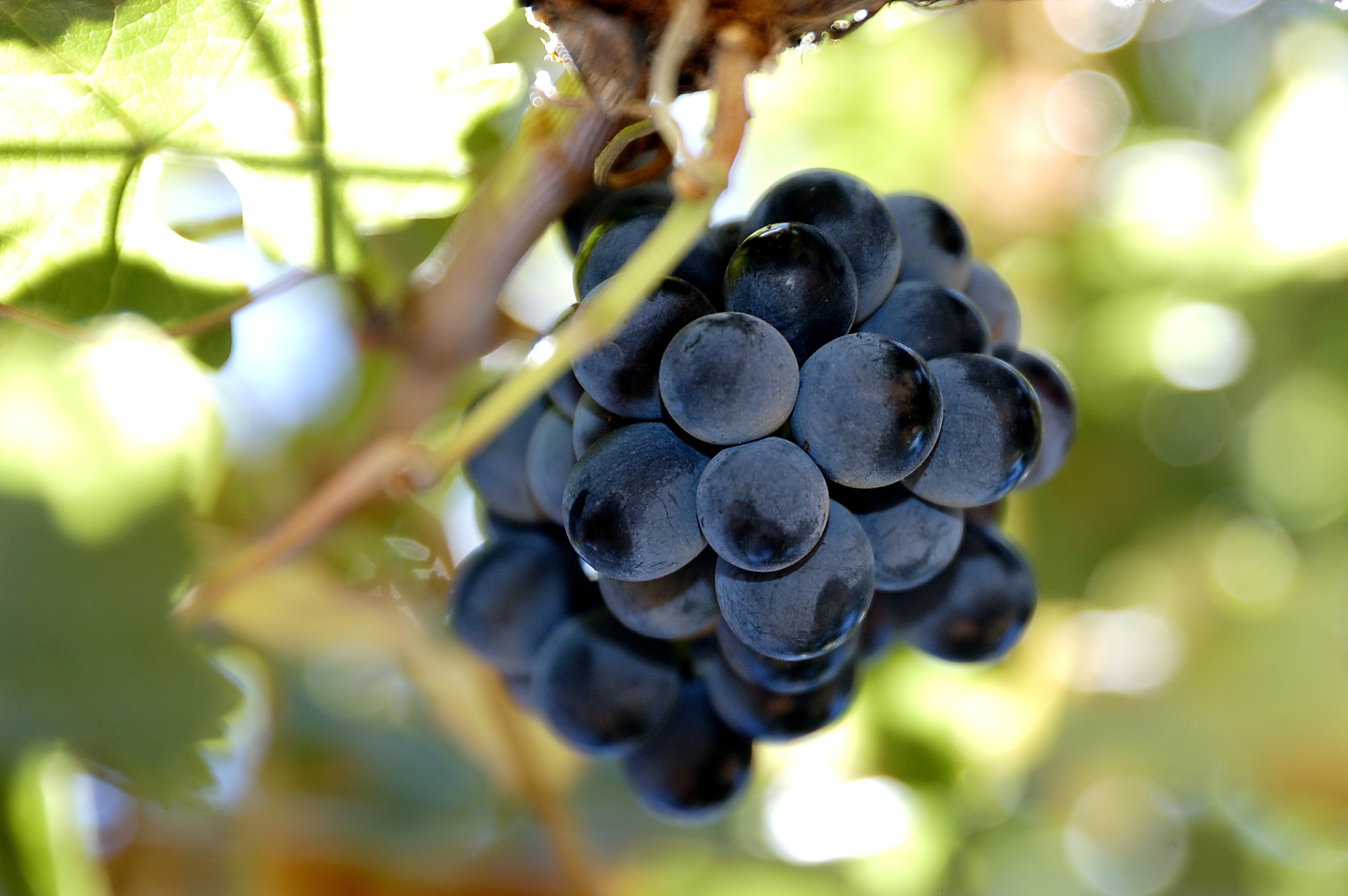Shiraz, Syrah – did the famous red wine grape originate in ancient ...
