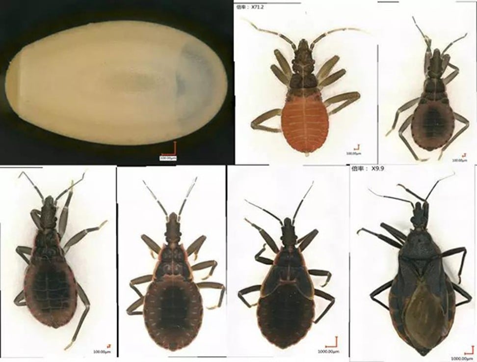 Watch out, these bloodsucking ‘kissing bugs’ are on the march – and ...