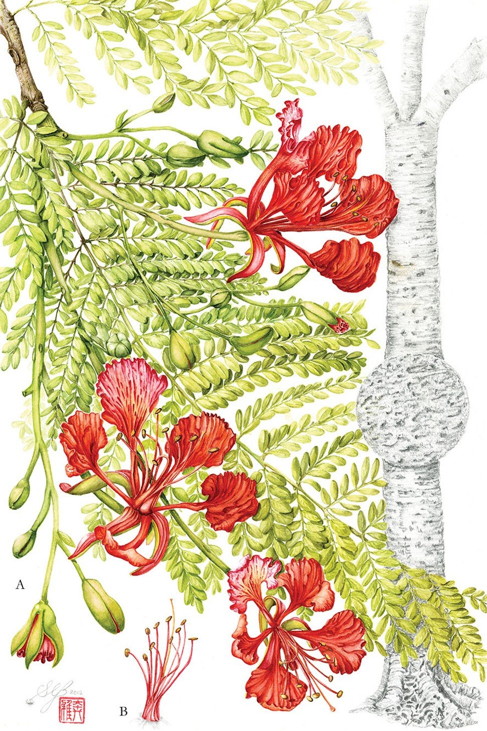 Beautiful watercolour plates of more than 100 Hong Kong trees a real ...