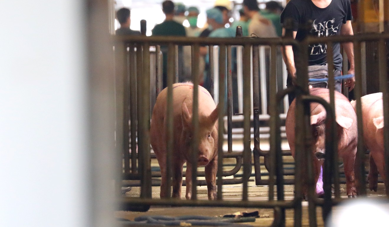 Hong Kong pig farmers threaten to release their hogs at government ...