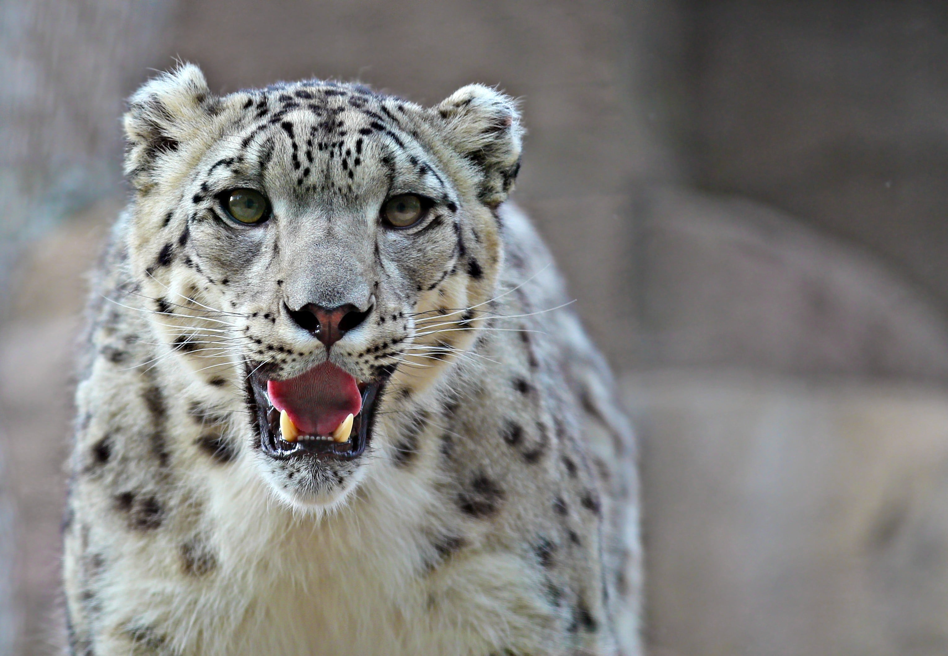 Erythrism Snow Leopard