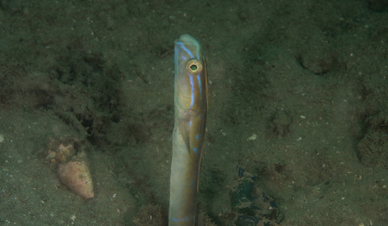 Finding Dory in Hong Kong reef just one of the surprises for marine ...