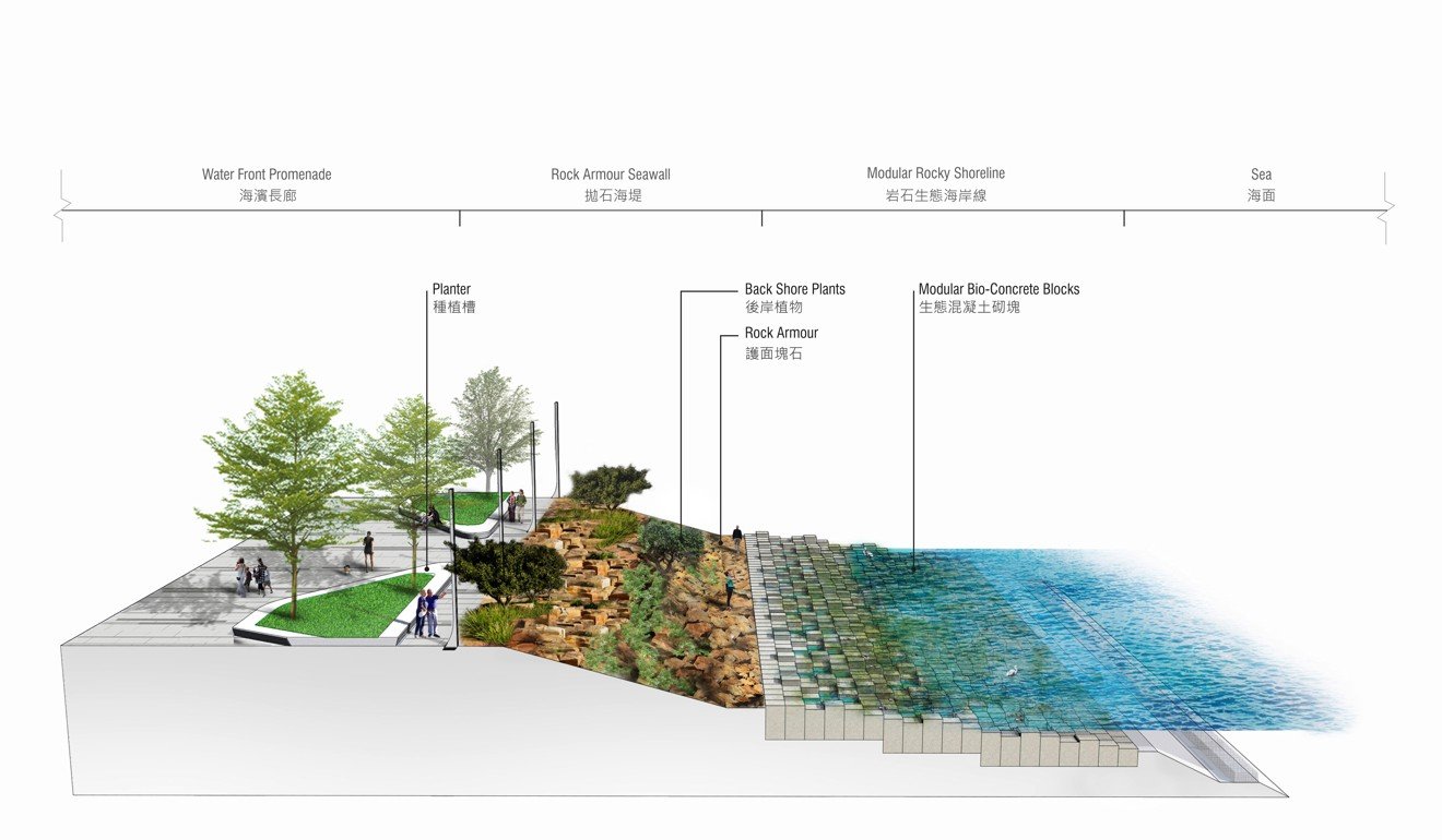 Hong Kong marine ecologists lead ‘eco-shoreline’ project to reshape ...