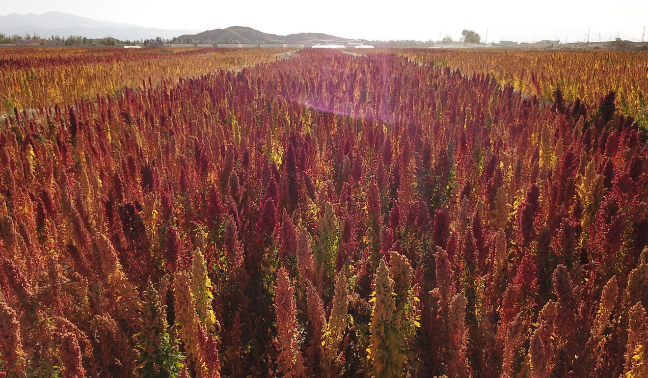 Sorry hipsters, quinoa prices likely to rise as Peru eyes China market ...