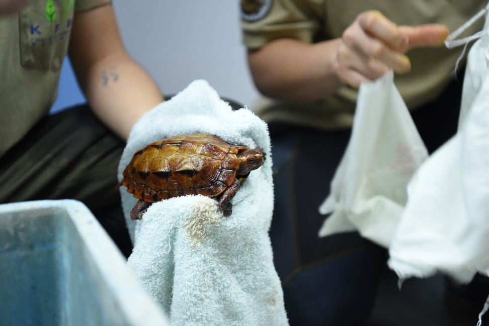 Illegal wildlife trade still needs tougher penalties, say Hong Kong ...
