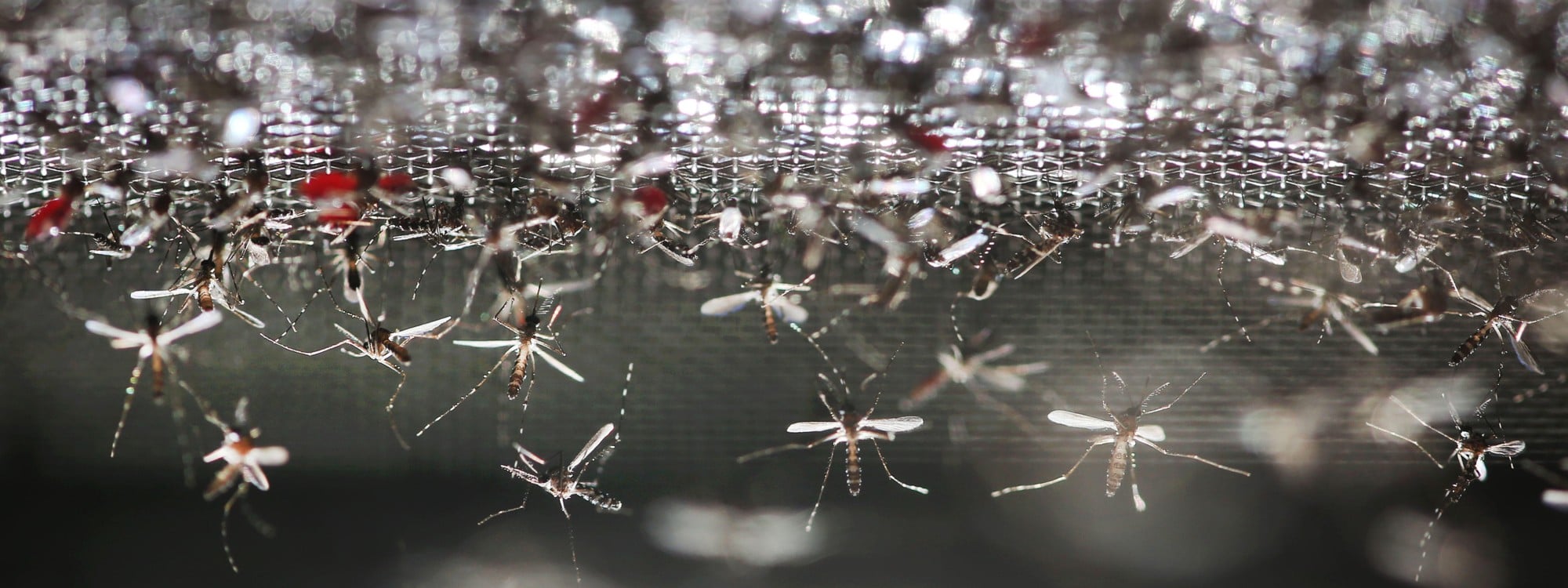 Dengue fever: progress made in fight to halt deadly outbreak sweeping ...