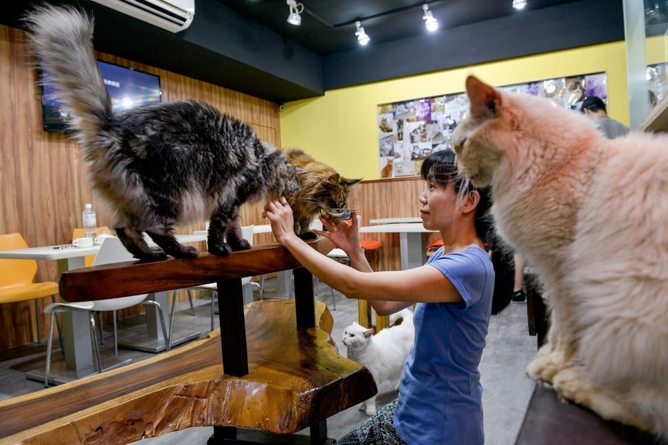 The Taipei cat cafe that’s been winning over city’s dog lovers for 20 ...