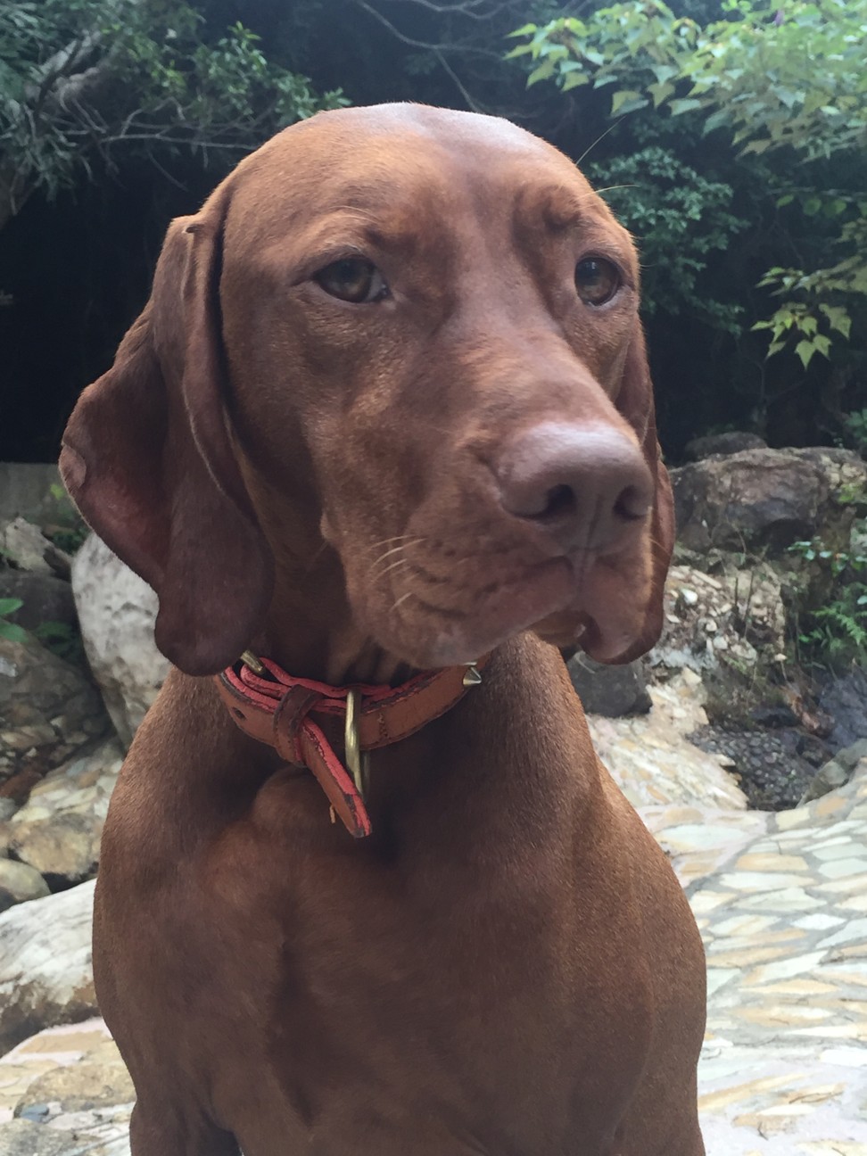 Hong Kong dog owners warned to be vigilant around water after new ...