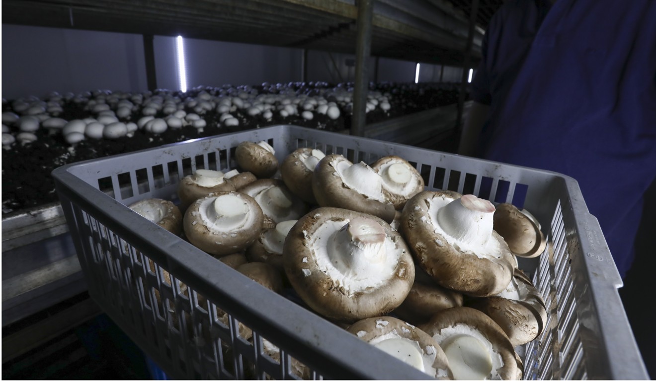 Mushroom magic: why fungi are the latest superfood and their many ...