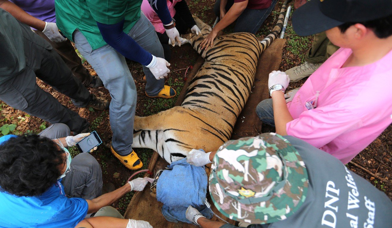 86 tigers rescued from Thailand’s controversial Tiger Temple have died of disease | South China ...