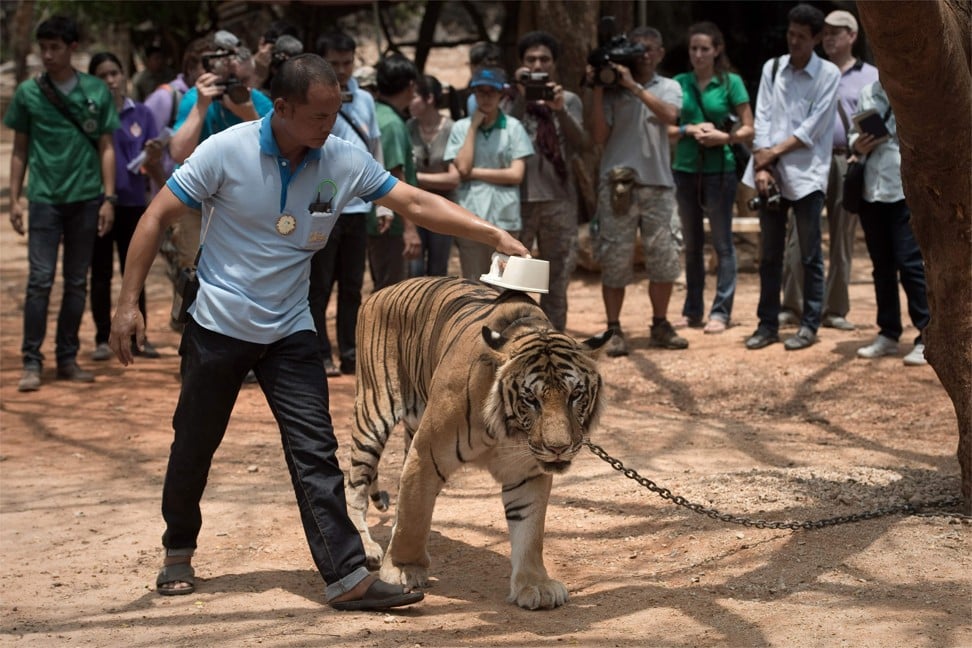 86 tigers rescued from Thailand’s controversial Tiger Temple have died of disease | South China ...
