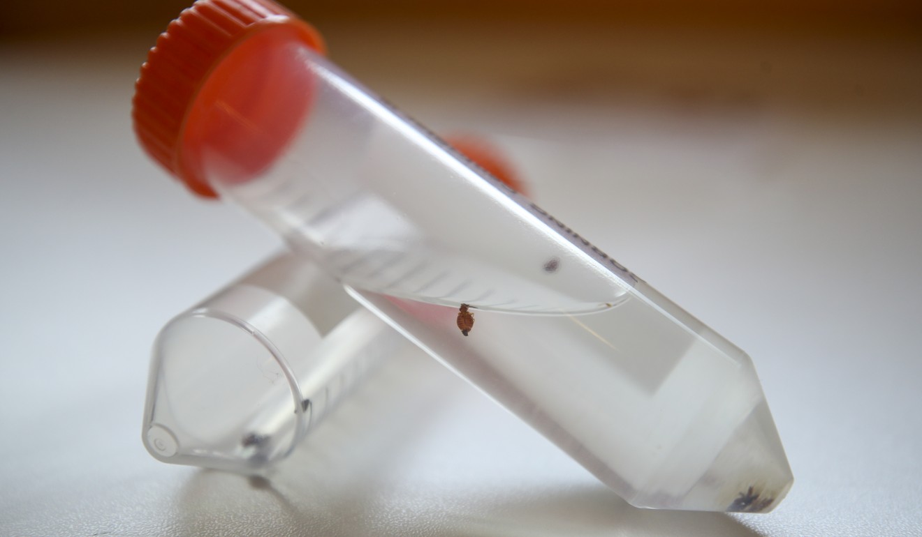 Bedbug infestations widespread in Hong Kong, study finds, with one ...