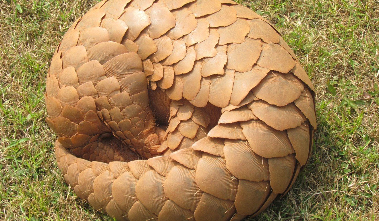 Pangolins: multimillion-dollar animal faces extinction as trade thrives ...