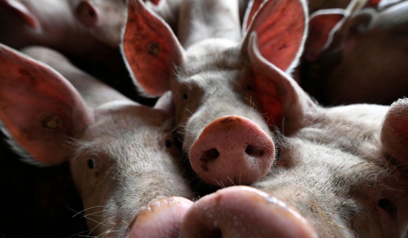 In the Philippines, will African Swine Fever be the Grinch that stole ...