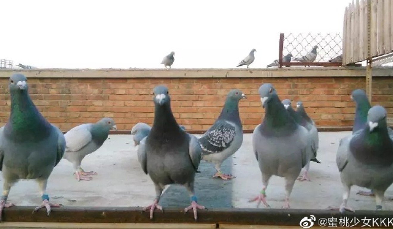 The pigeons who made it home after a big National Day out in China ...