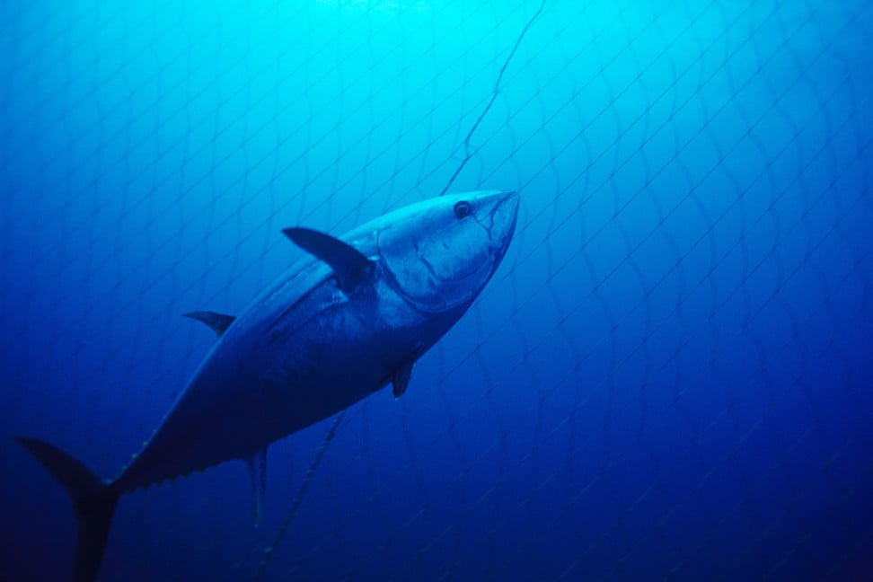The tiny Italian island feeding Japanese appetites for bluefin tuna ...