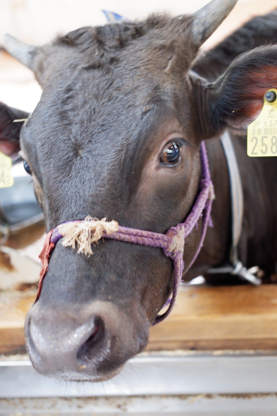 What makes Kobe beef Japan’s top Wagyu – and why is it so expensive ...