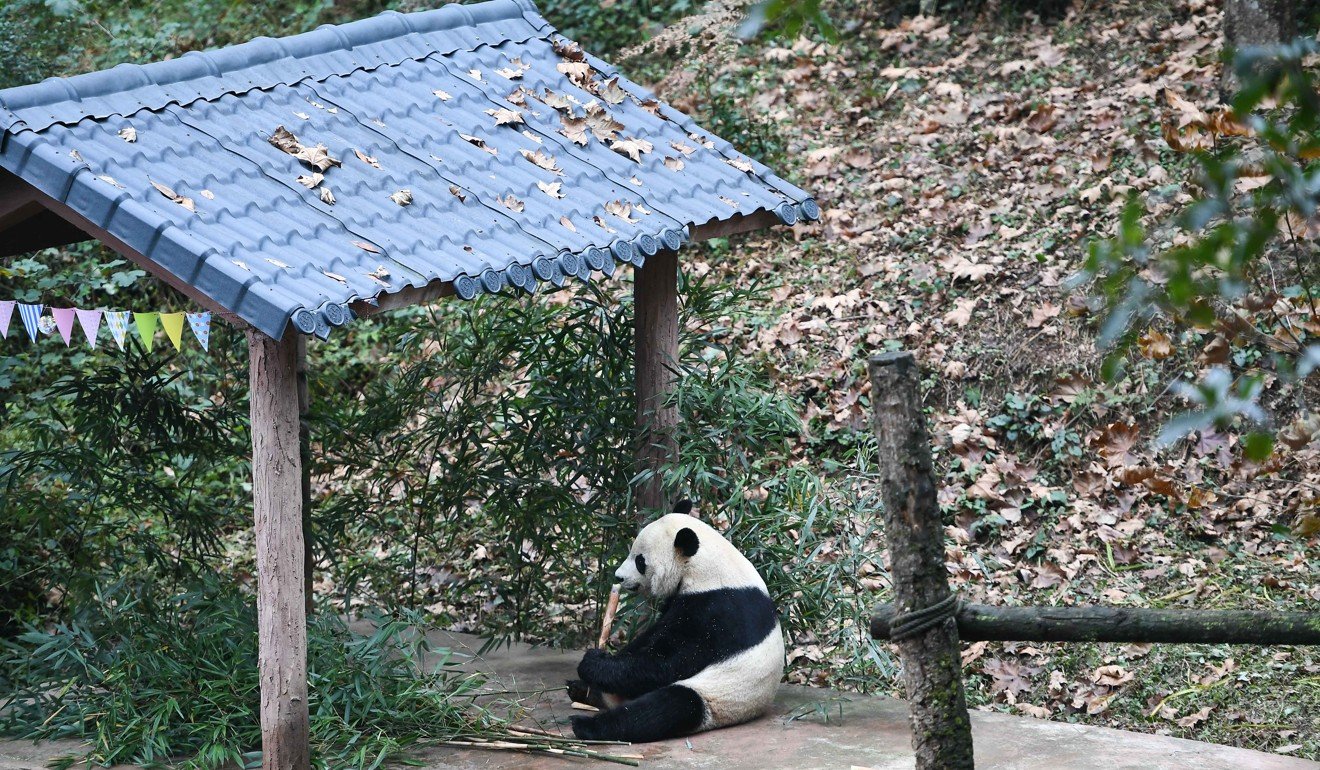 Bei Bei back in China, but can Washington’s home-grown panda get used ...