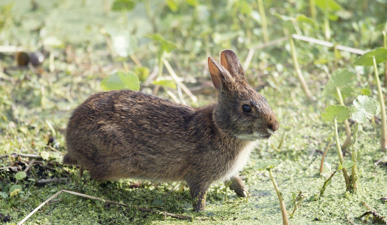 The epic battle to rid Florida's Everglades of invasive Burmese pythons ...