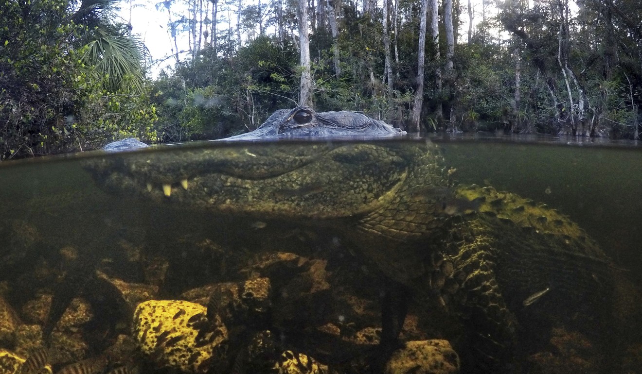 The wildlife of the Everglades in photos | South China Morning Post