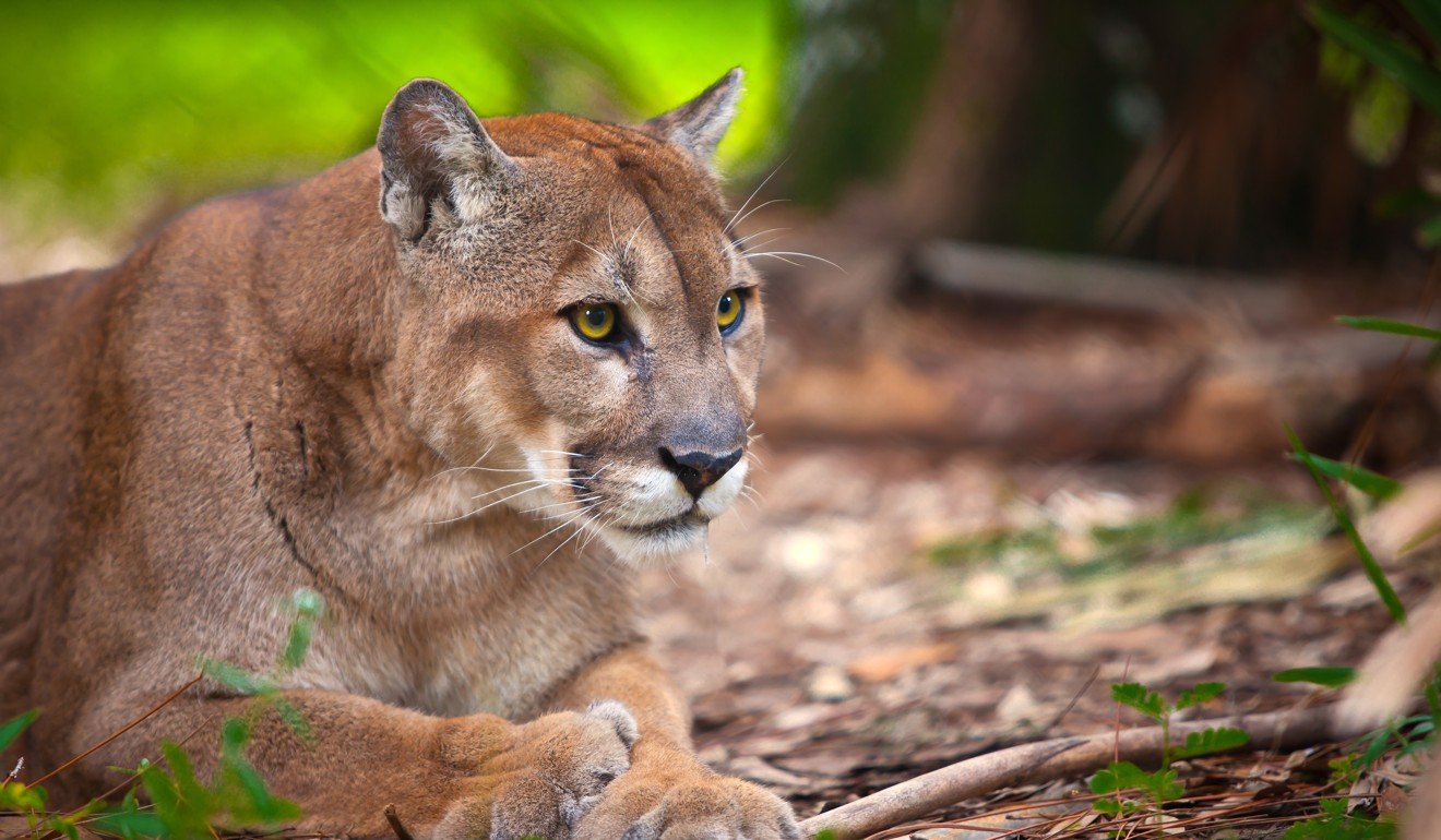 The epic battle to rid Florida's Everglades of invasive Burmese pythons ...