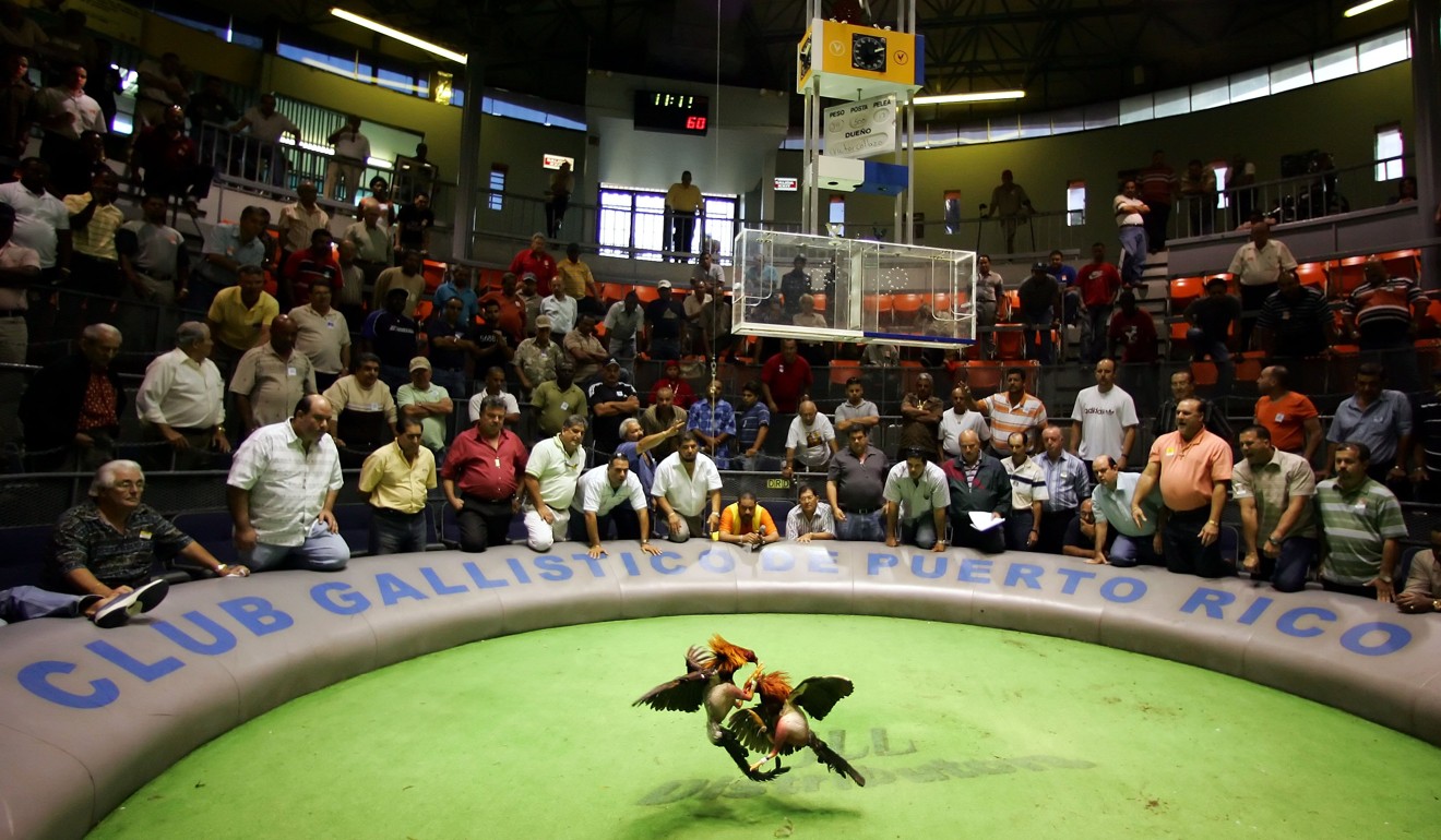 Puerto Rico heads for showdown with US over cockfighting ban | South ...