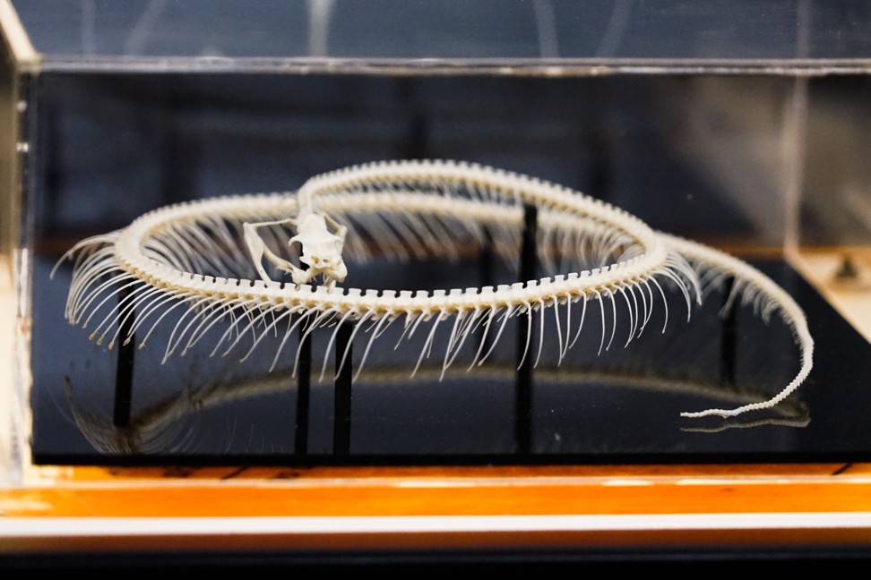 Exhibition of fossils, skeletons and more shines light on Hong Kong’s ...