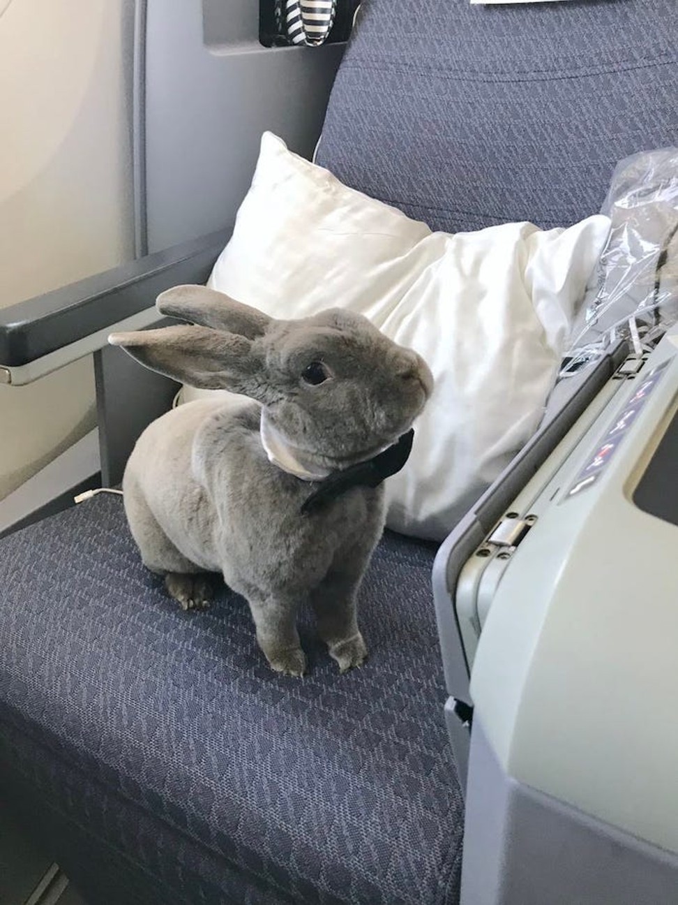 Why Coco the bunny flew business class from San Francisco to Japan ...