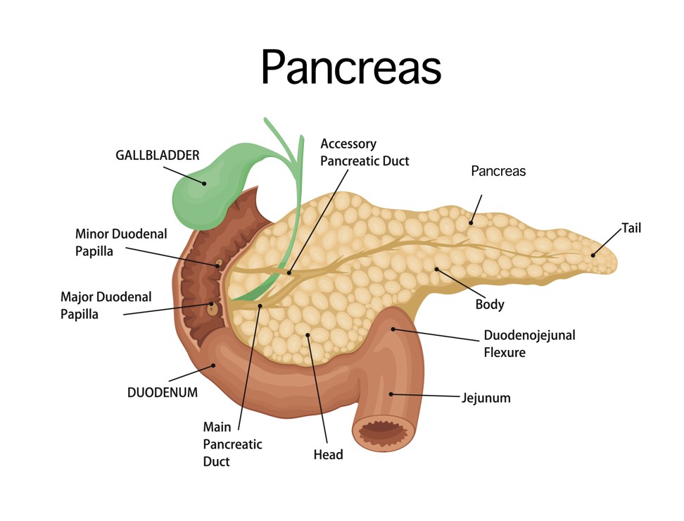 Patients with type 2 diabetes testing simple new gut procedure that ...