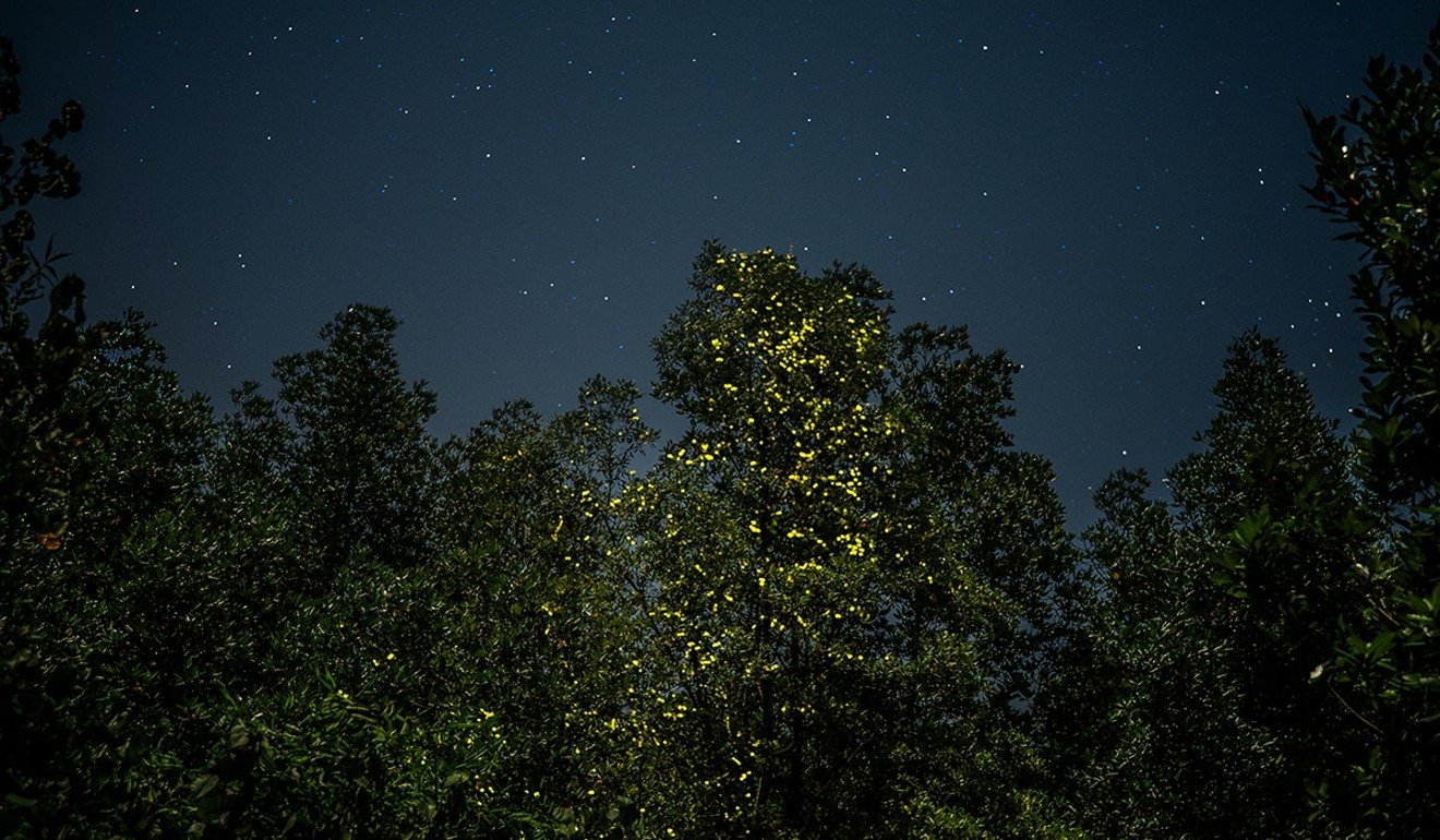 Blinded by the light, firefly species face extinction | South China ...