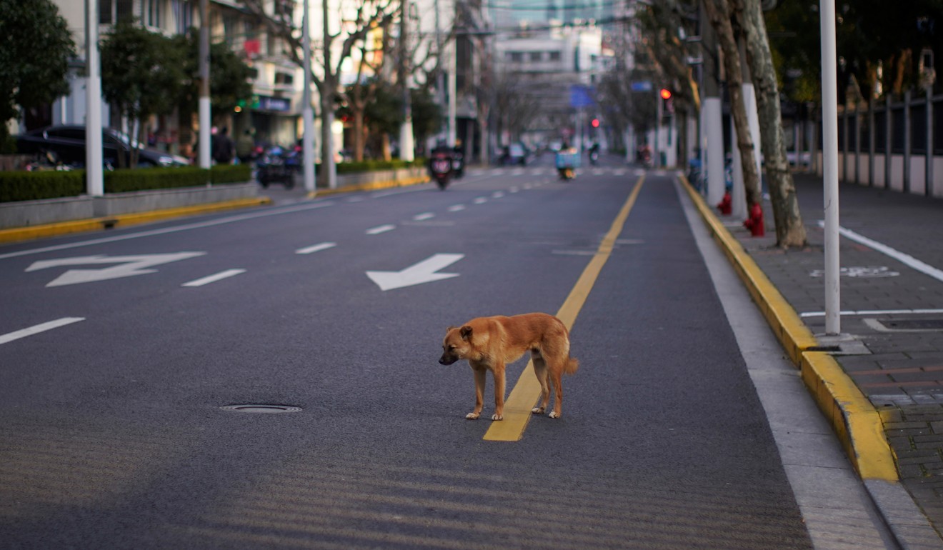 Chinese community offers US$28 reward for killing ‘stray’ dogs | South ...