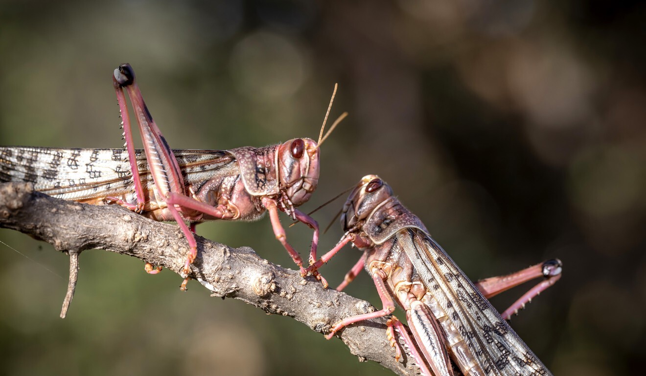 Amid the threat of coronavirus, new swarm of billions of locusts ...