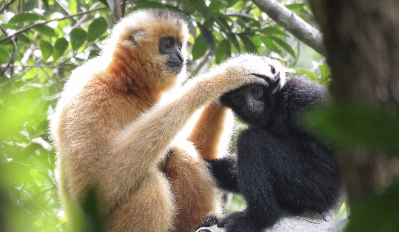 Critically endangered Hainan gibbons return from brink of extinction ...