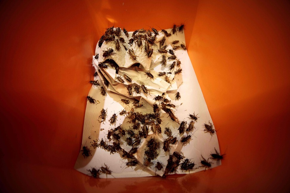 Japanese ramen with insects, from a chef who wants crickets ...