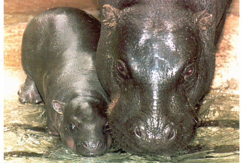 Queen Elizabeth’s fantastic beasts: hippos from Liberia, crocodiles ...