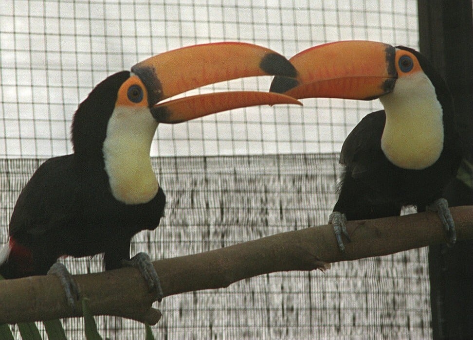Queen Elizabeth’s fantastic beasts: hippos from Liberia, crocodiles ...