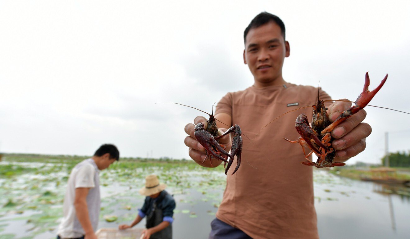 China’s crayfish boom is eating into food security, study warns | South ...