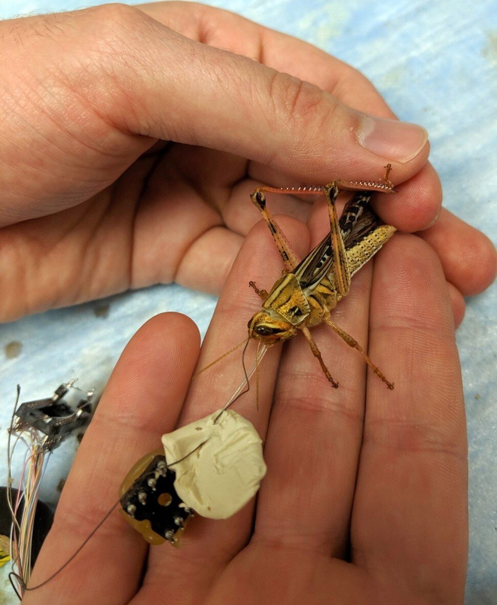 Swat team: US Navy experiments with ‘cyborg locusts’ to find bombs ...
