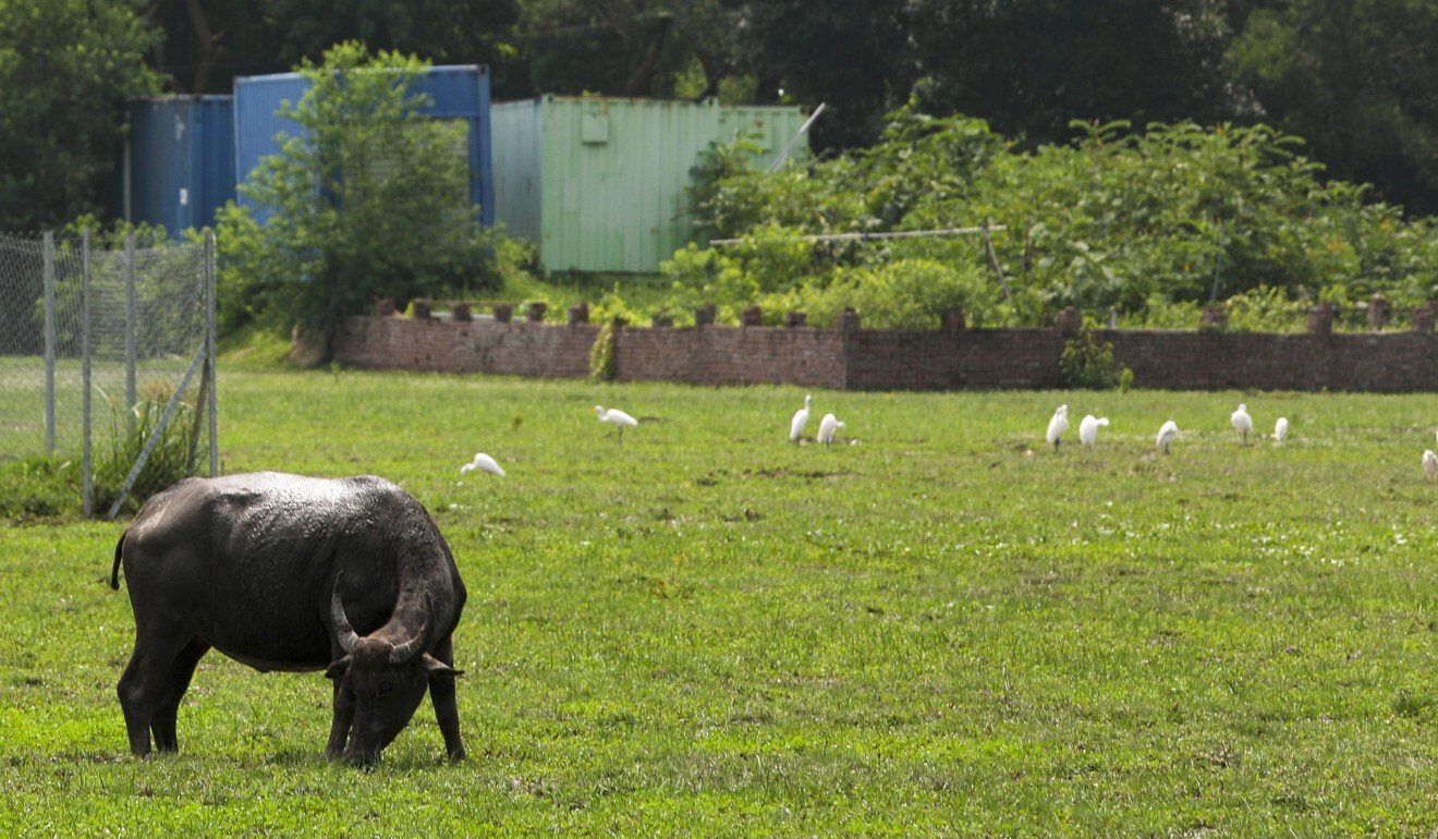New ‘glamping site’ on Hong Kong’s Lantau Island wetlands did not seek ...