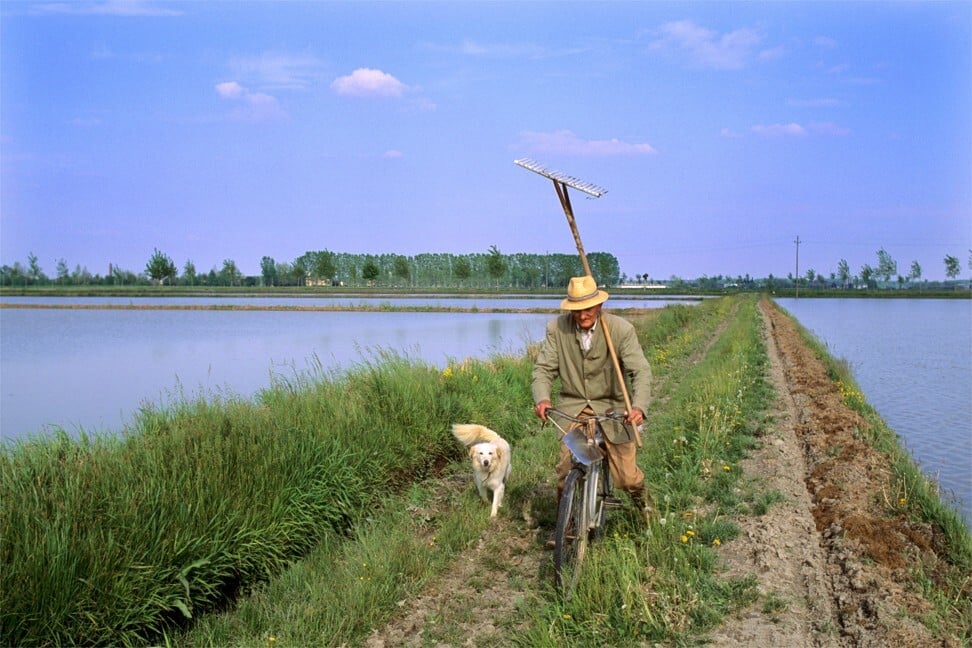 Secrets of the Italian rice used in risotto – and the rice paddies of ...