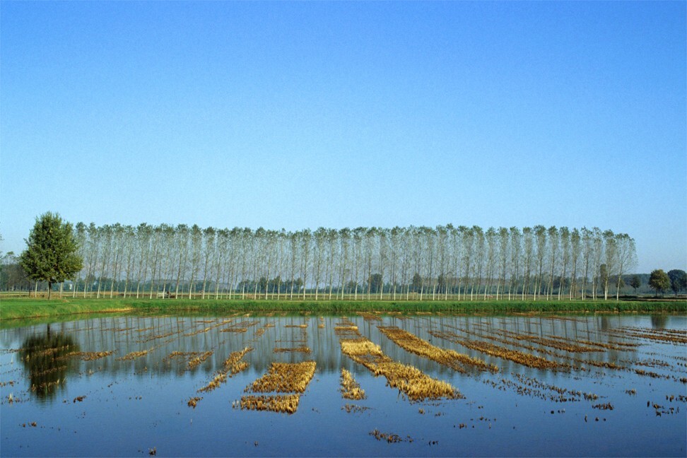 Secrets of the Italian rice used in risotto – and the rice paddies of ...