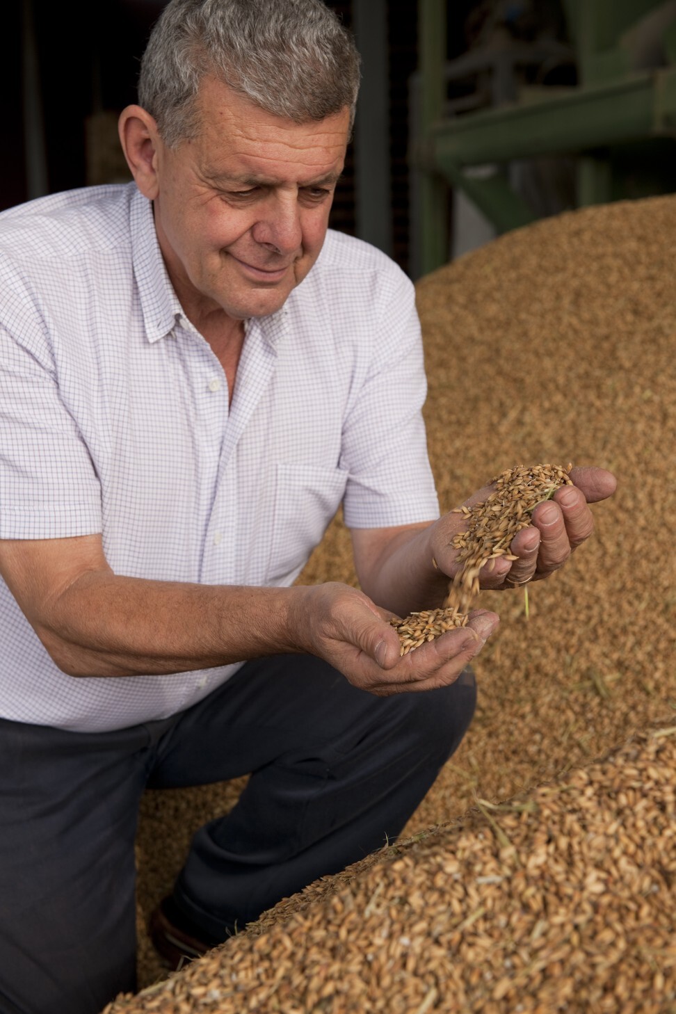 Secrets of the Italian rice used in risotto – and the rice paddies of ...