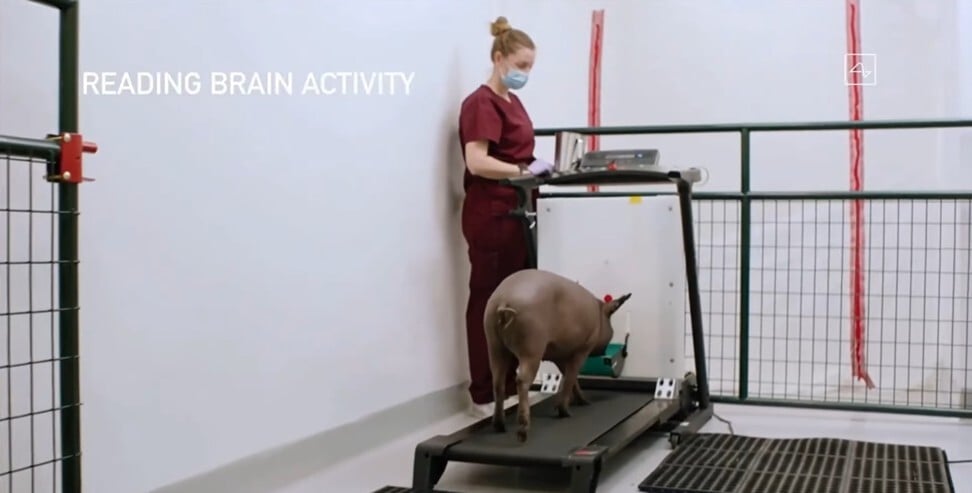 Elon Musk’s Neuralink begins brain chip tests on pigs, with aim to cure ...