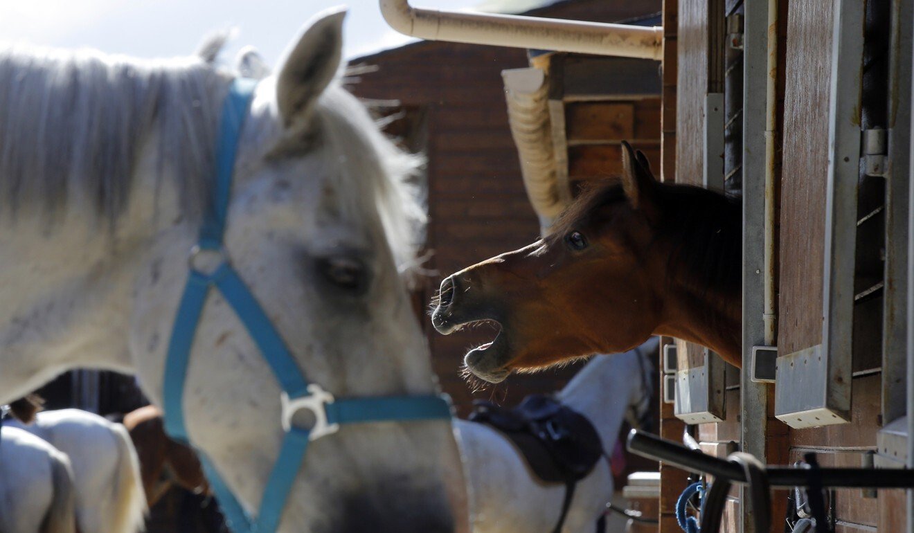 France shocked by horrific ritual mutilation killings of horses | South ...